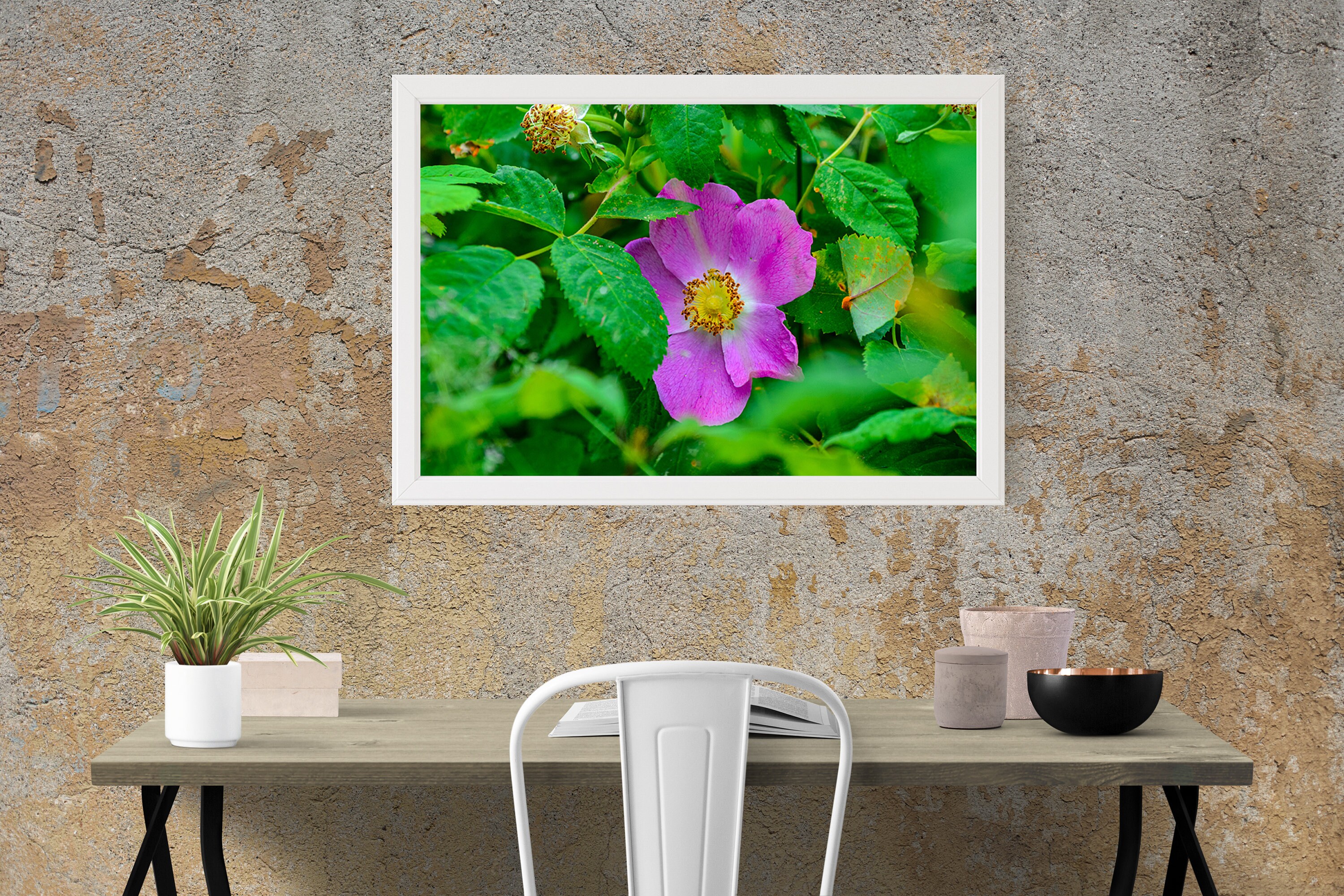 Wild Rose - Small Single Flower Photo Image Available in Print, Canvas ...