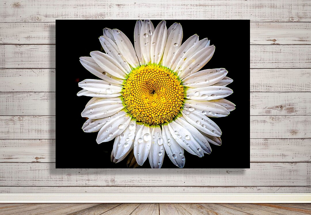 Daisy Dew Drop - Daisy Floral Photo Image Available in Print, Canvas ...