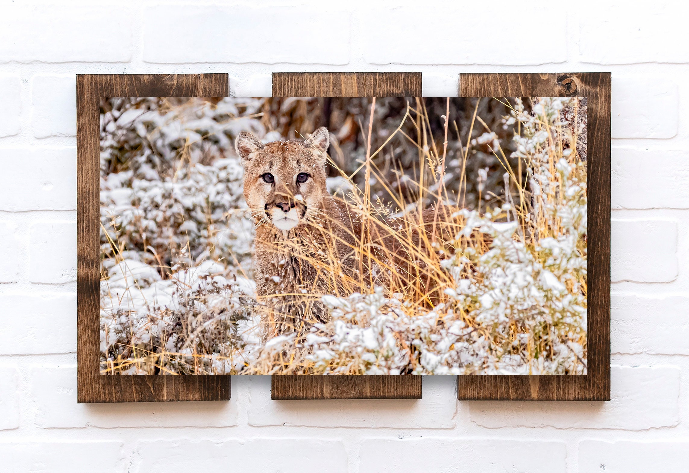 The Hunt is on - Mountain Lion Stalking in Grass Image Available in ...