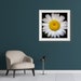 Daisy Dew Drop Daisy Floral Photo Image Available in Print, Canvas ...