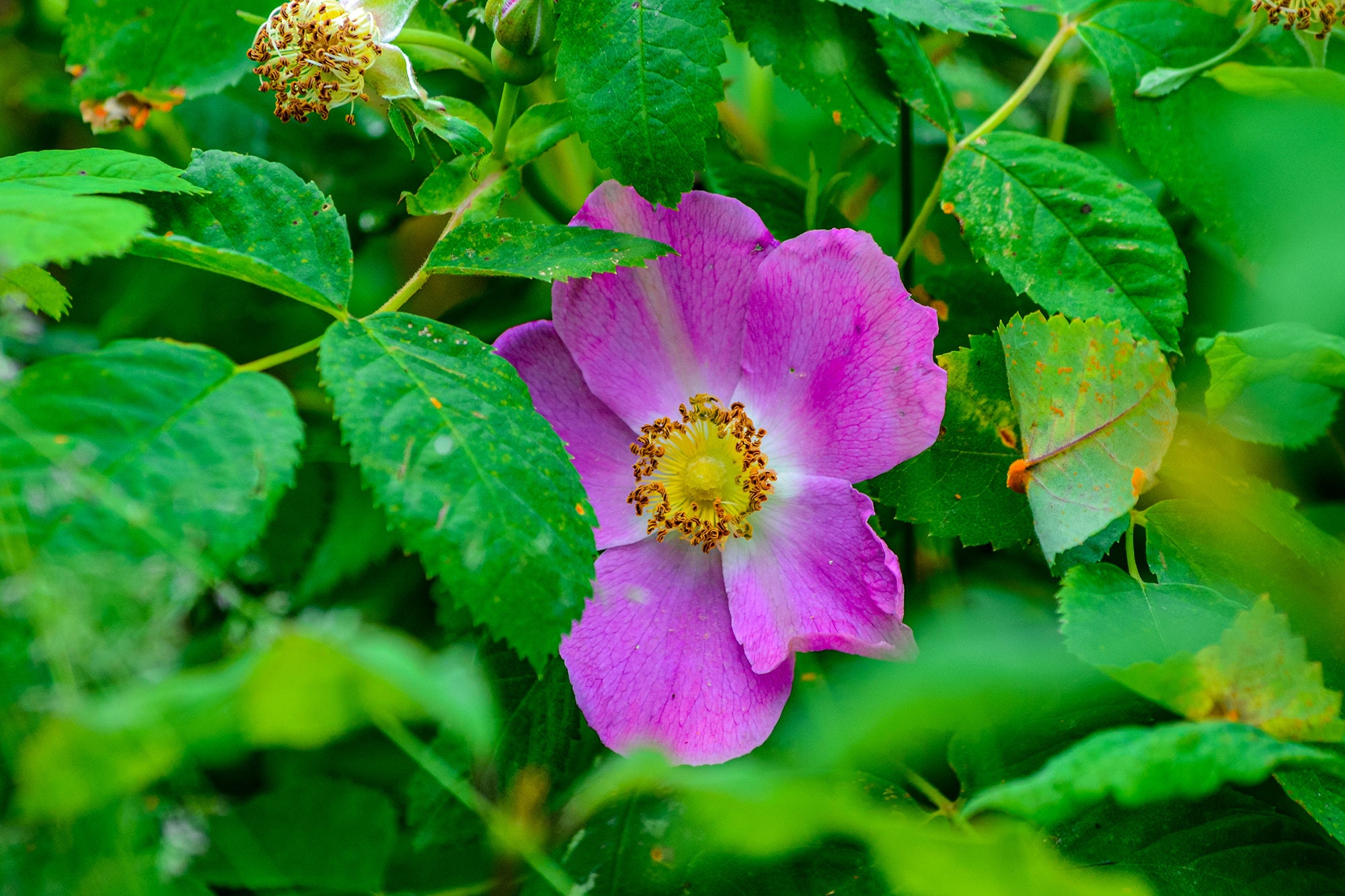 Wild Rose - Small Single Flower Photo Image Available in Print, Canvas ...