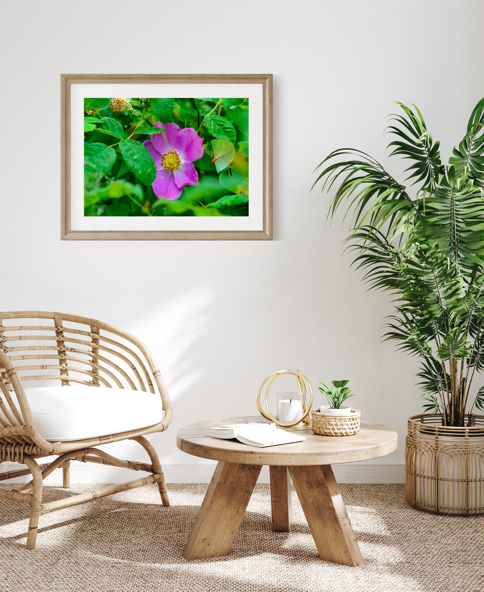 Wild Rose - Small Single Flower Photo Image Available in Print, Canvas ...