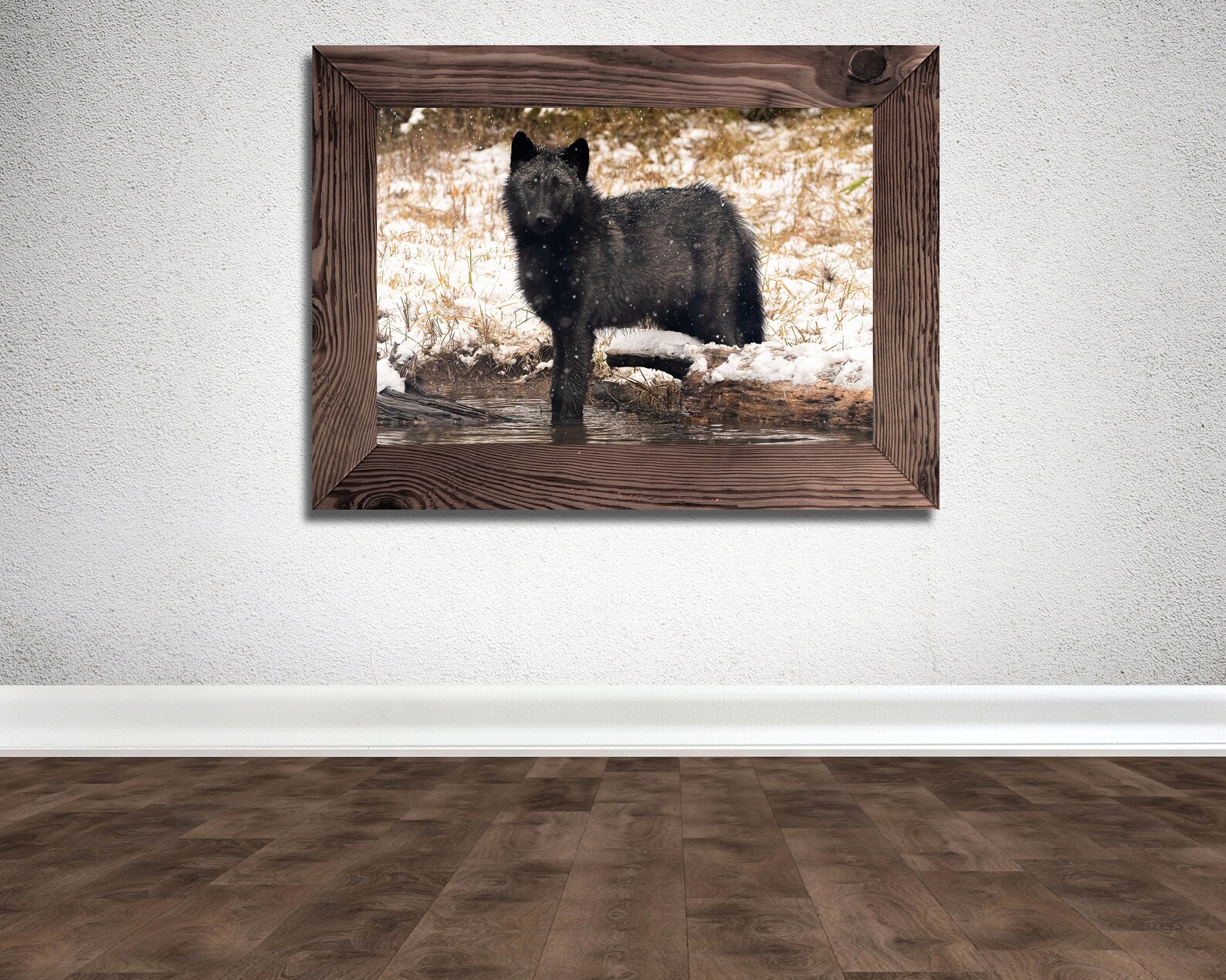 The Black Wolf's Curse - Wolf in Snow Photo Image Available in Print ...