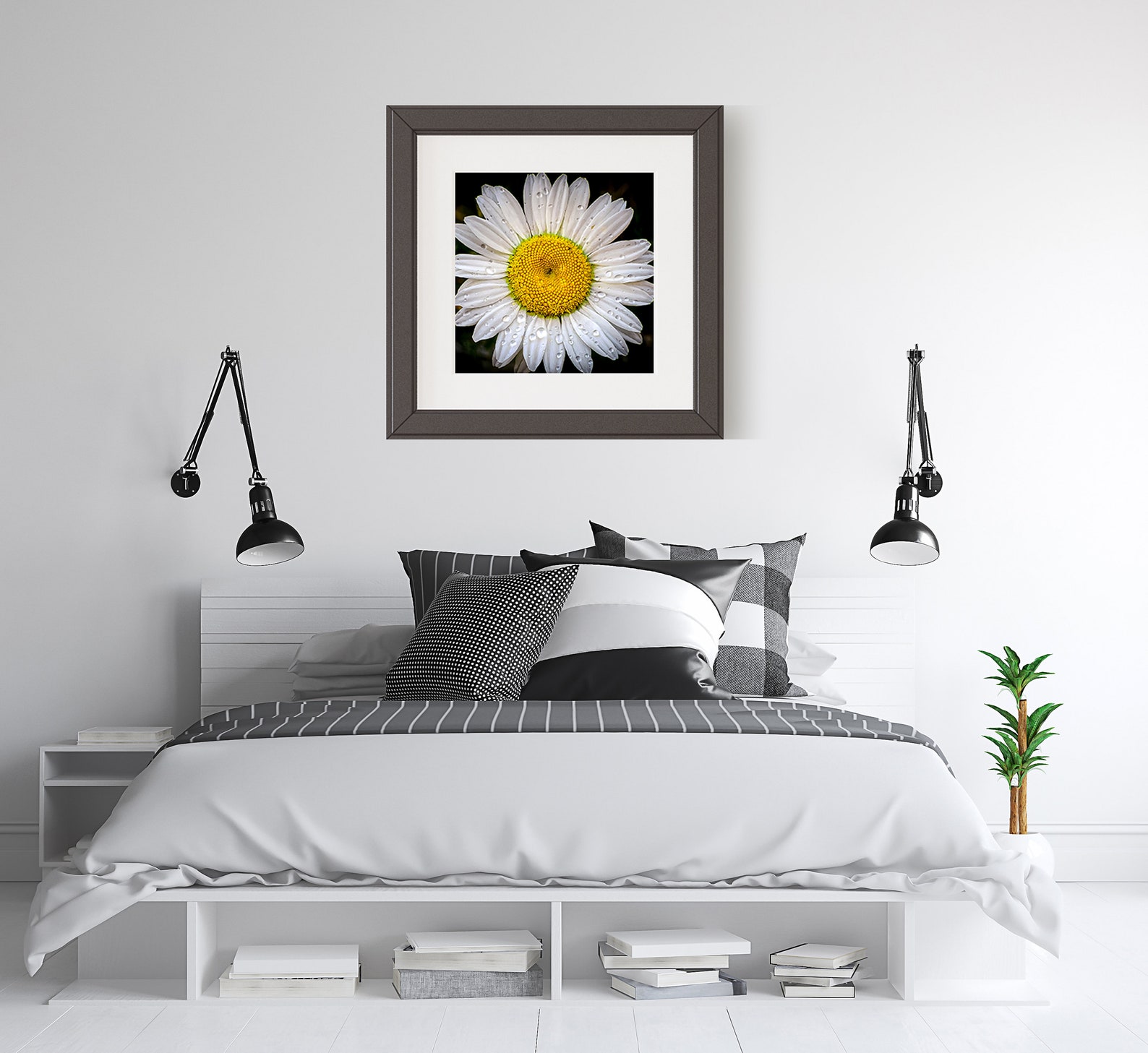 Daisy Dew Drop - Daisy Floral Photo Image Available in Print, Canvas ...