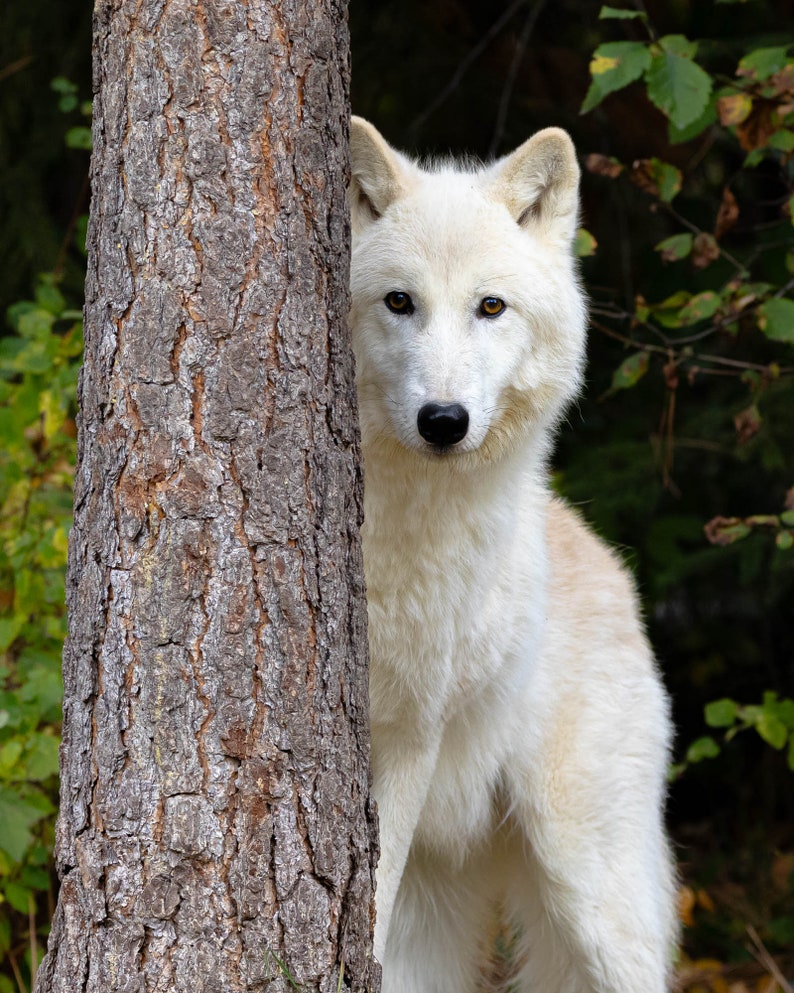 The Mystic Wolf - White Male Wolf Peers Around Tree Photo Image ...