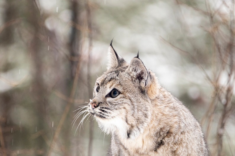 Snow Gazing Bobcat in the Snow Photo Image Available in Print, Canvas ...