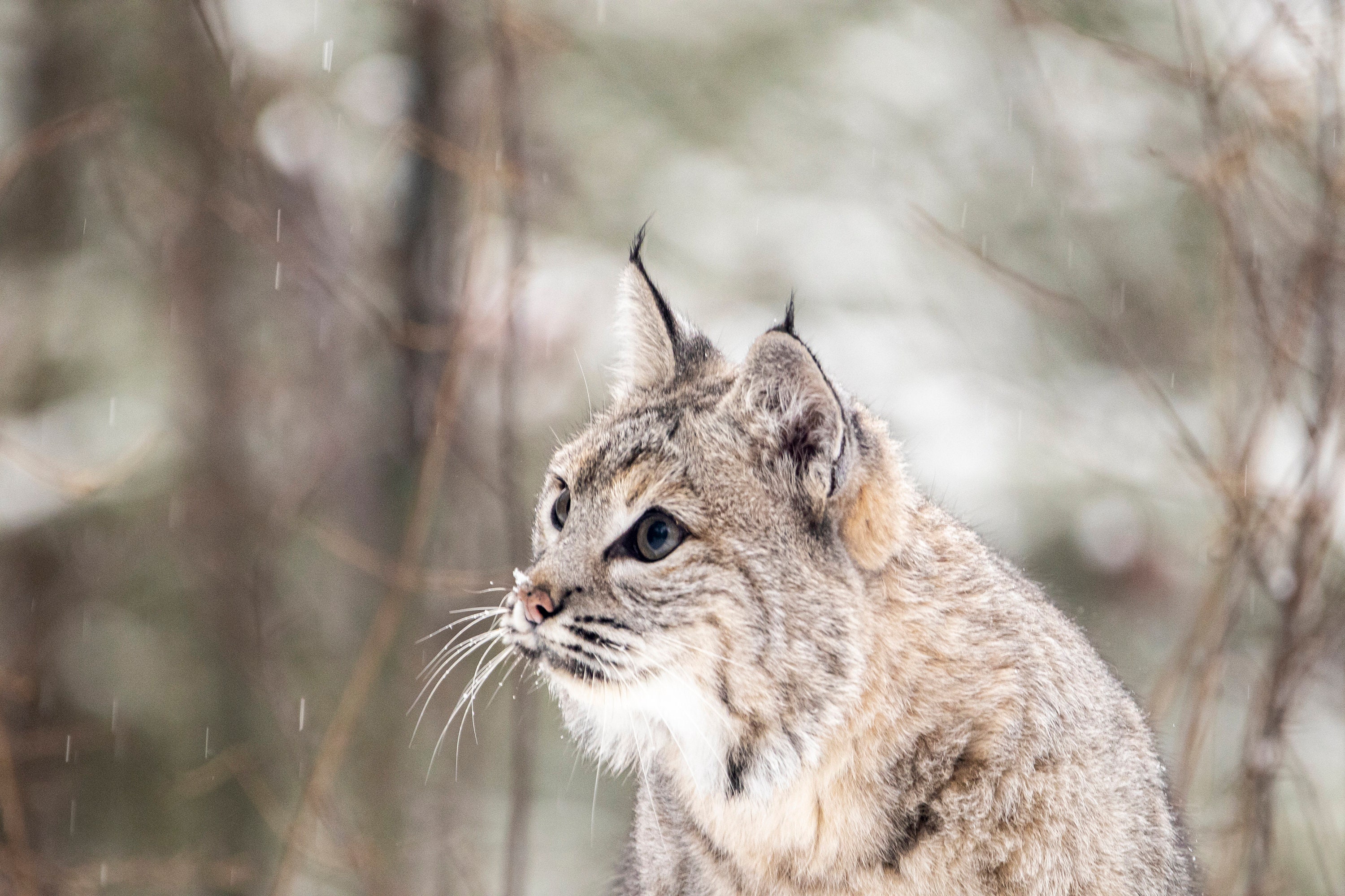 Snow Gazing Bobcat in the Snow Photo Image Available in Print, Canvas ...