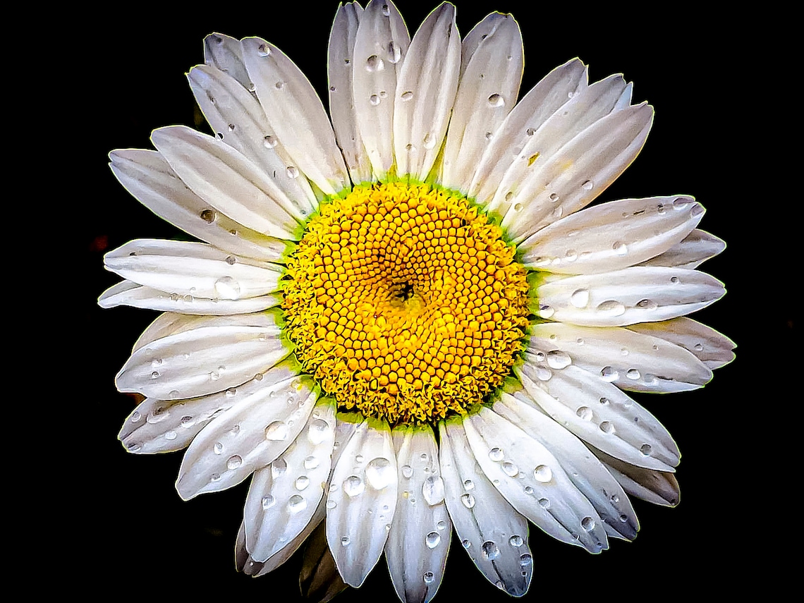 Daisy Dew Drop Daisy Floral Photo Image Available in Print, Canvas ...