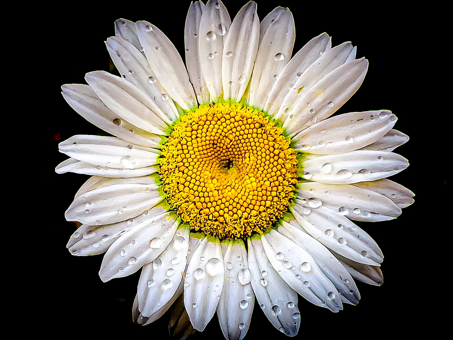Daisy Dew Drop - Daisy Floral Photo Image Available in Print, Canvas ...
