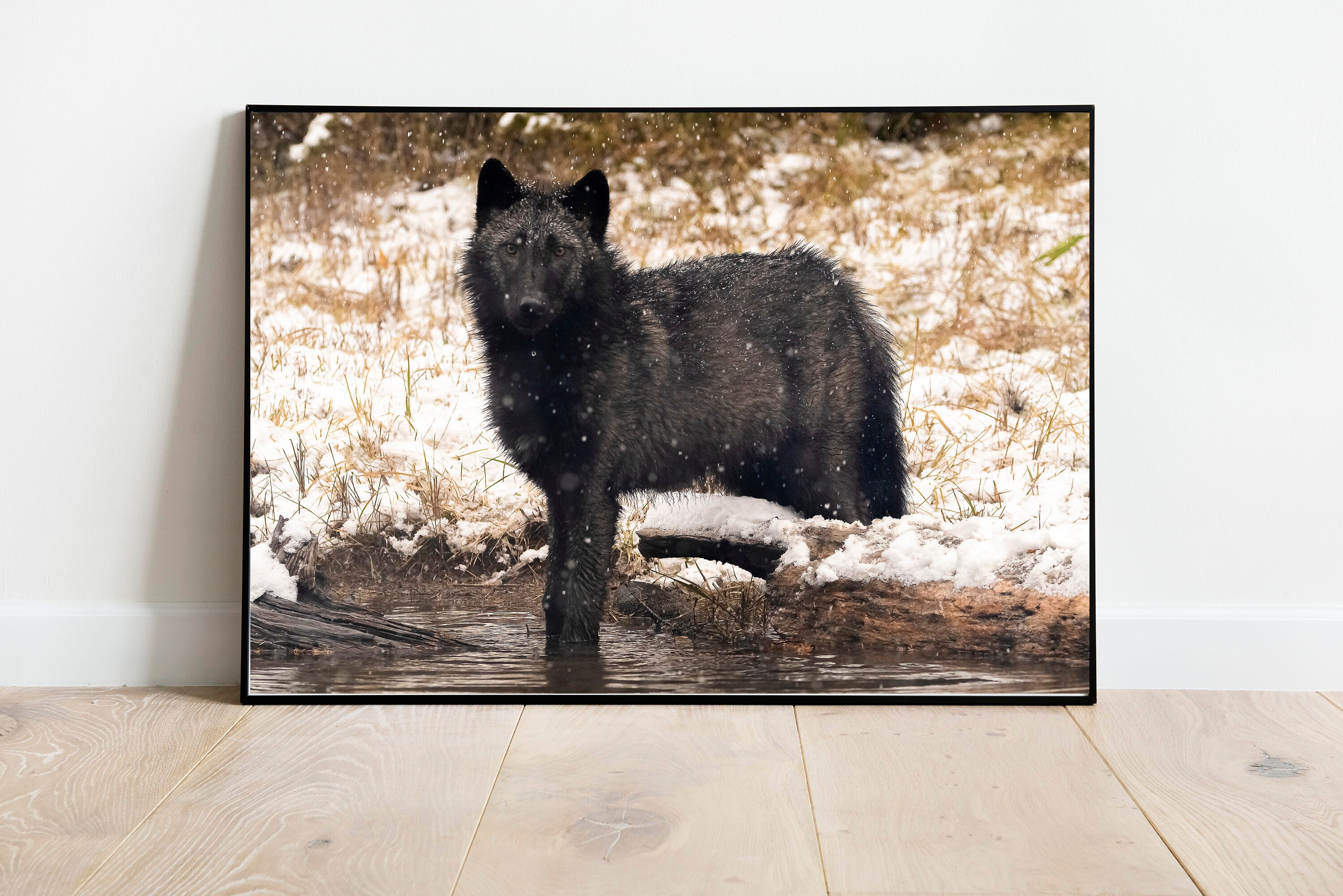 The Black Wolf's Curse - Wolf in Snow Photo Image Available in Print ...