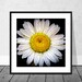 Daisy Dew Drop Daisy Floral Photo Image Available in Print, Canvas ...