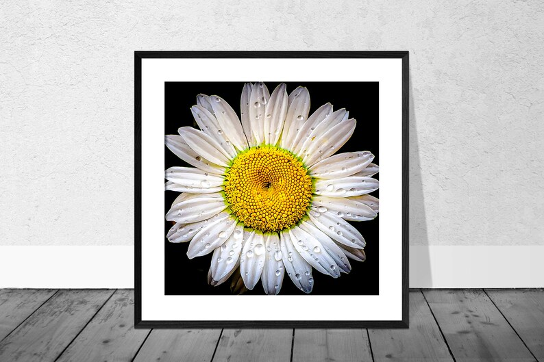 Daisy Dew Drop - Daisy Floral Photo Image Available in Print, Canvas ...