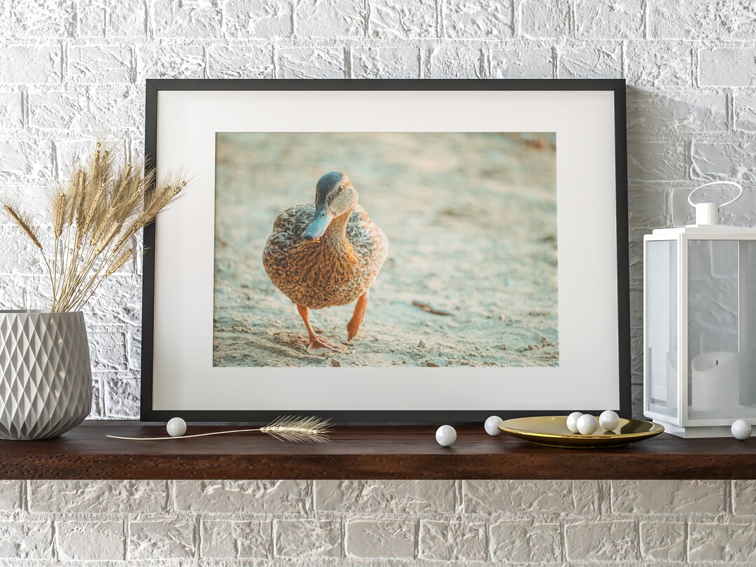 Sandy Toes - Mallard Duck on Beach Side Photo Image Available in Print ...
