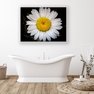 Daisy Dew Drop - Daisy Floral Photo Image Available in Print, Canvas ...
