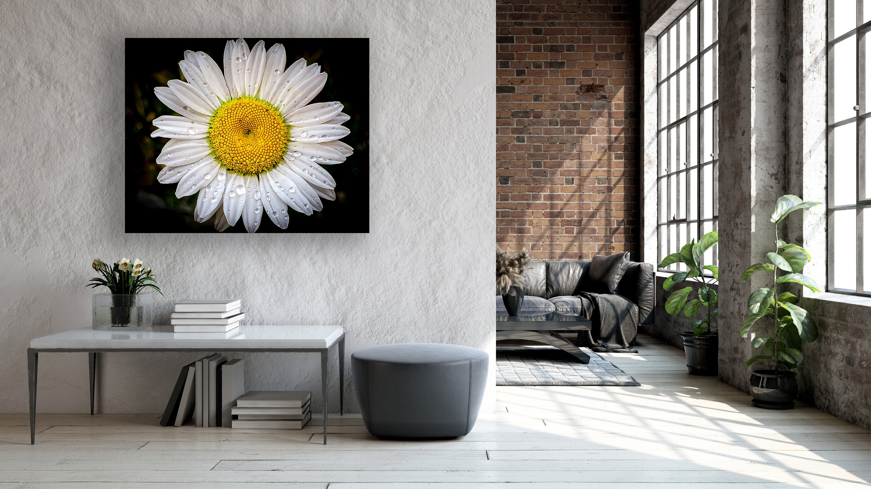 Daisy Dew Drop - Daisy Floral Photo Image Available in Print, Canvas ...