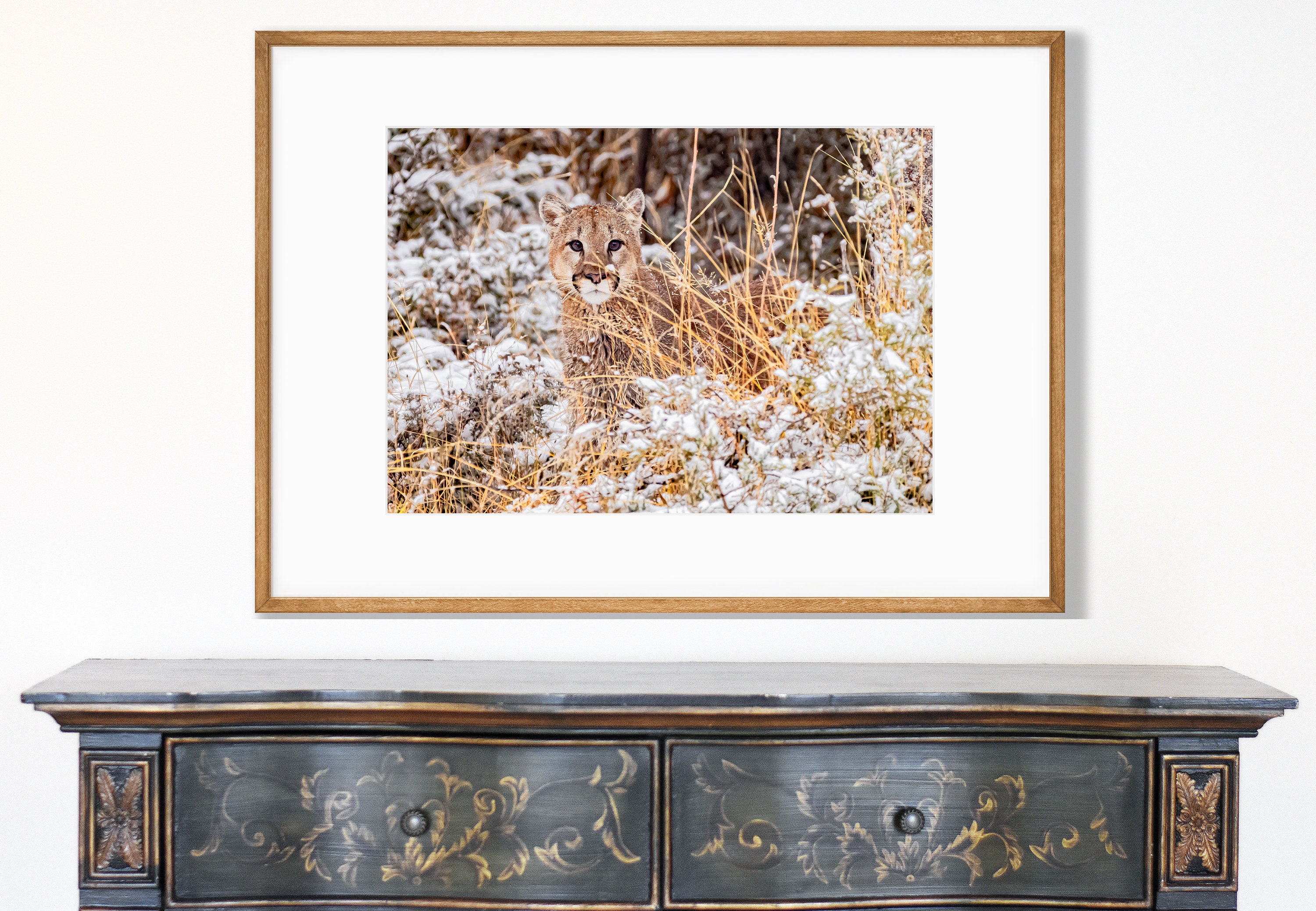 The Hunt is on - Mountain Lion Stalking in Grass Image Available in ...