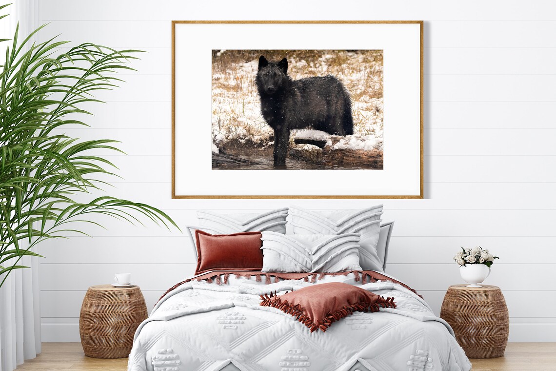 The Black Wolf's Curse - Wolf in Snow Photo Image Available in Print ...