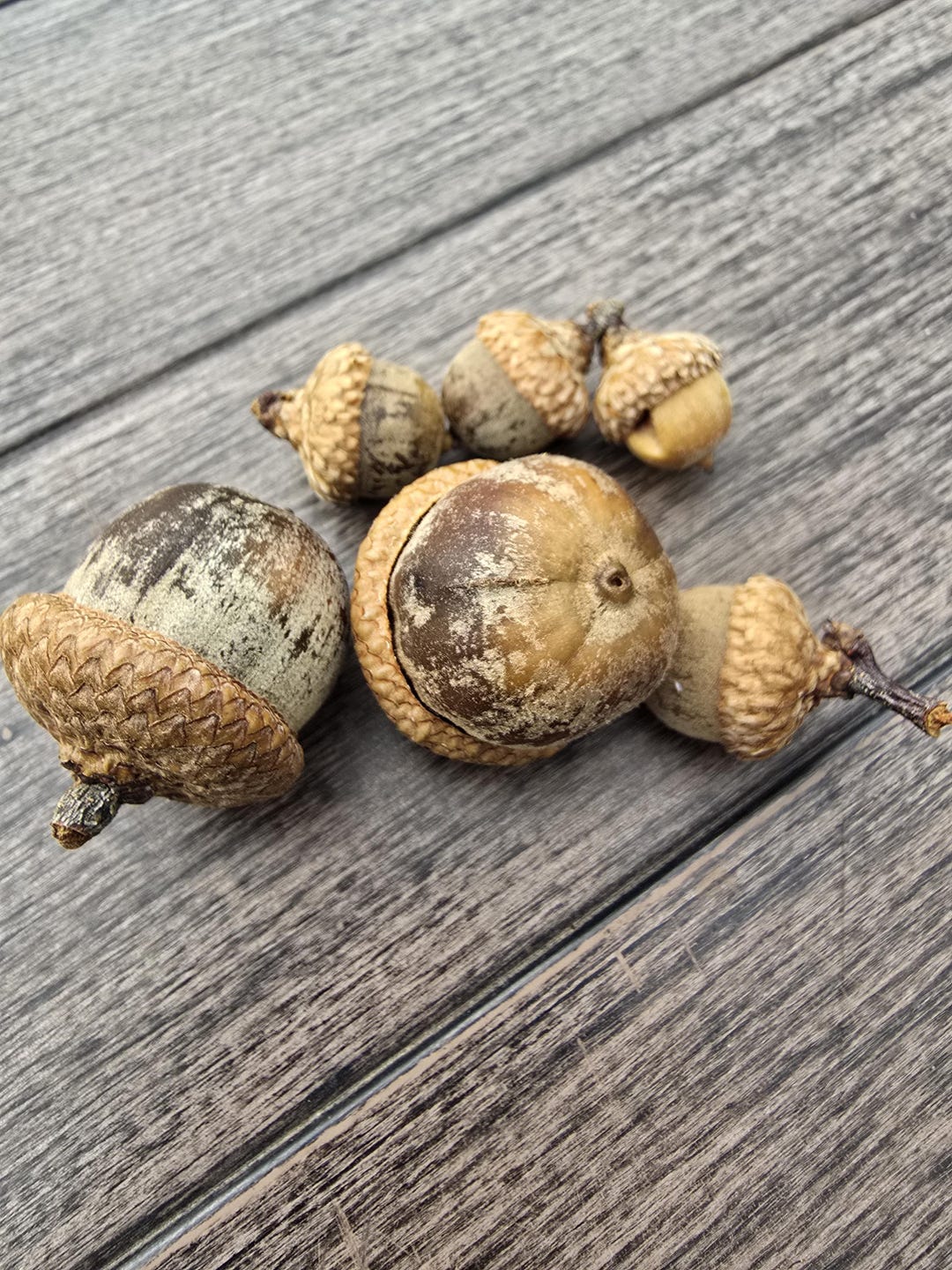 Acorns. Clean, Raw Acorns and Mixed Sizes Between Small and Large ...
