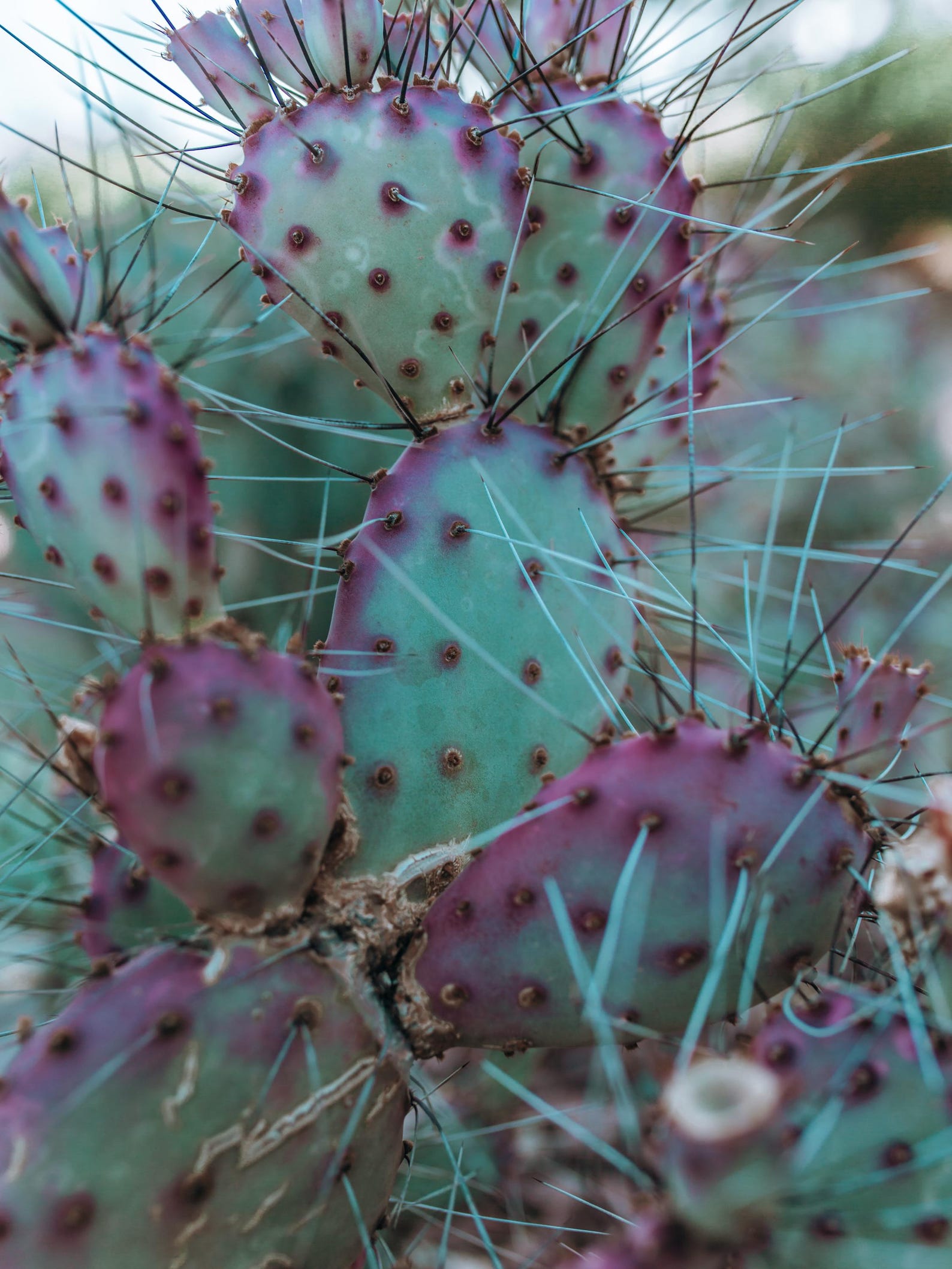 Teal and Purple Prickly Pear Cactus- Fine Art Photography Print - Etsy