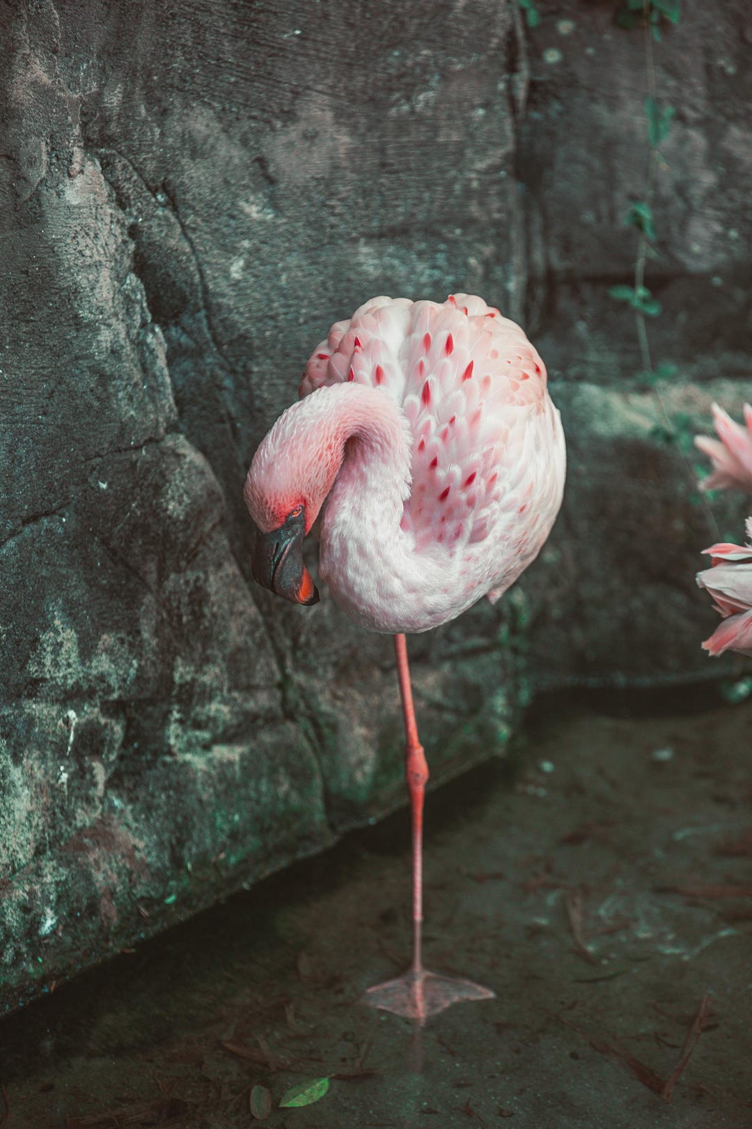 Flamingo No. 1 - Fine Art Photography Print - Etsy