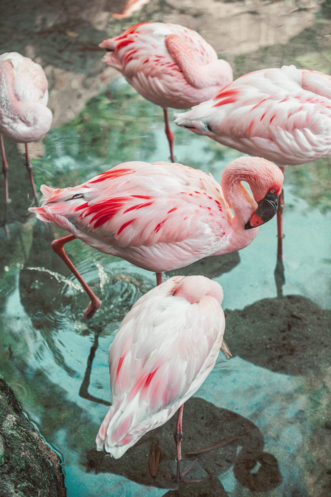 Flamingo No. 2 - Fine Art Photography Print - Etsy