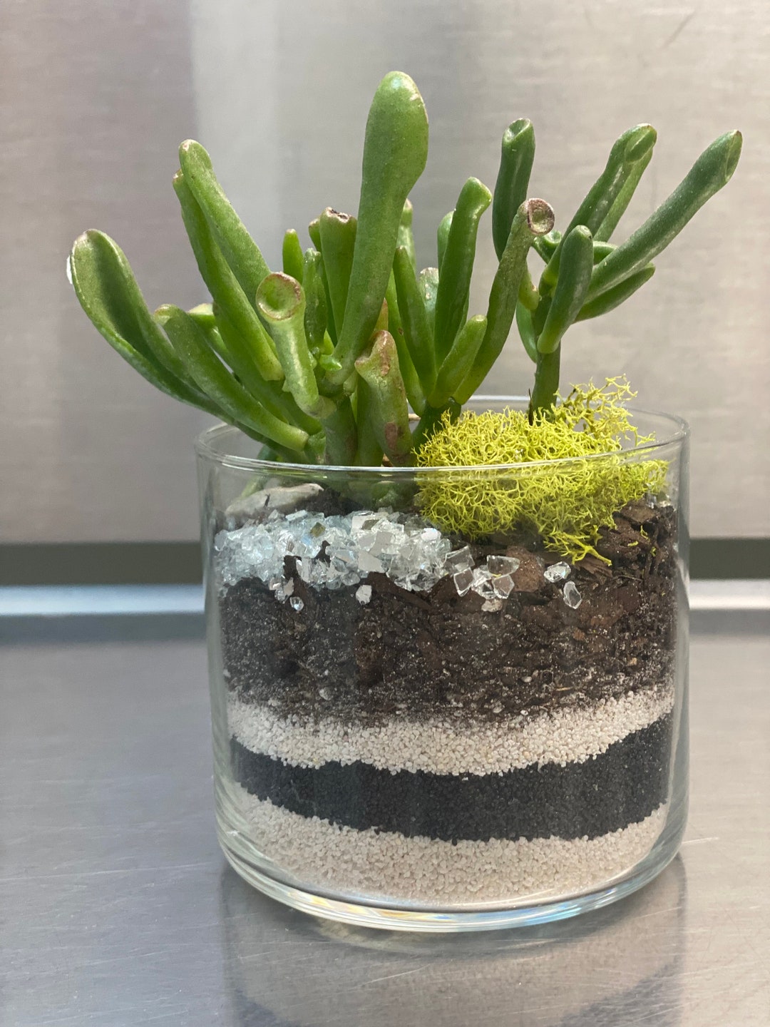 Medium Planted Succulent and Terrarium. - Etsy