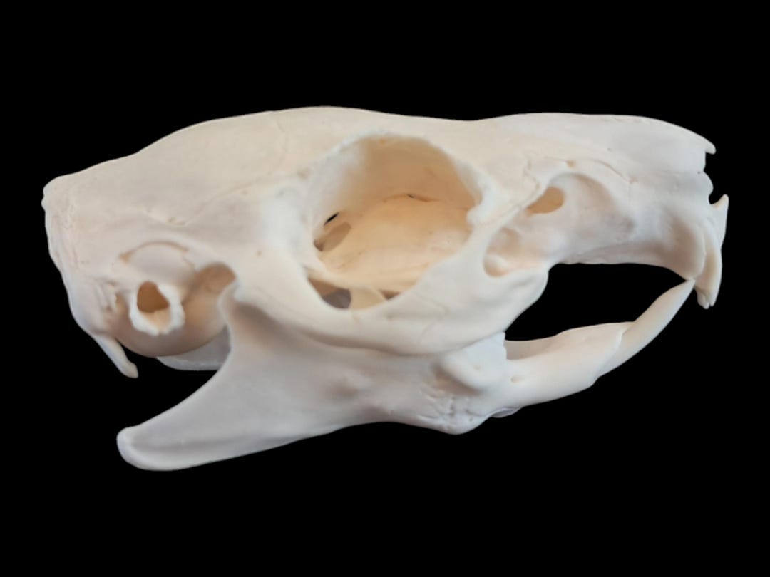 Guinea Pig Skull Cavia Porcellus - Etsy