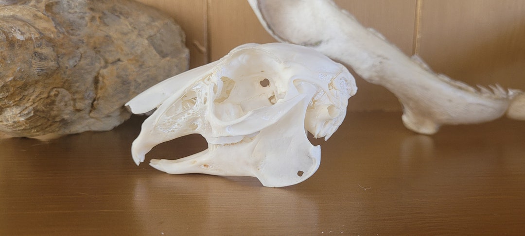 European Hare Skull Lepus Europaeus Taxidermy - Etsy