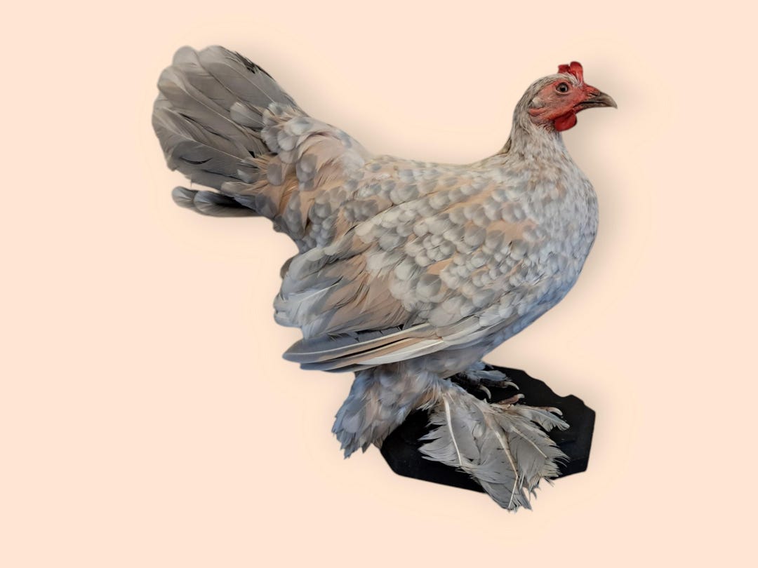 Chicken Taxidermy Dutch Booted Bantam - Etsy