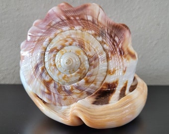 Giant Red Bullmouth Sea-snail Shell Cassis Rufa - Etsy