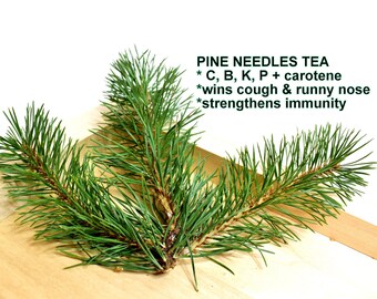 White Pine Needle Tea Fresh or Dried Organic Pine Needles - Etsy UK