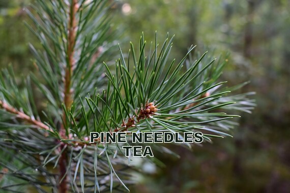 Pine Needle Tea Suramine Health Green Tea Kiefernadel Tee - Etsy