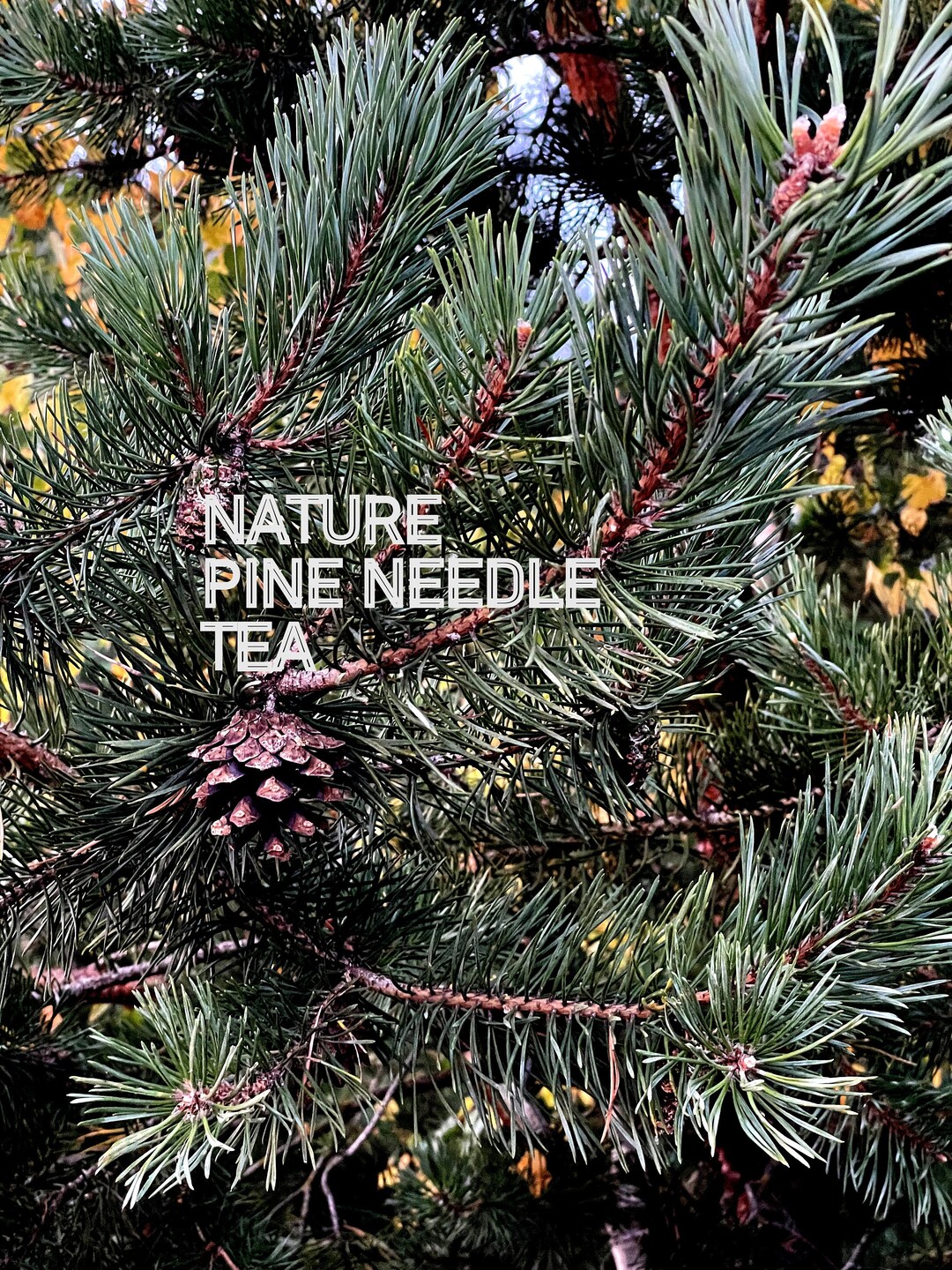 Pine Needles for Tea, Antioxidant, Pinus Mugo, Suramine, Kiefernadel ...