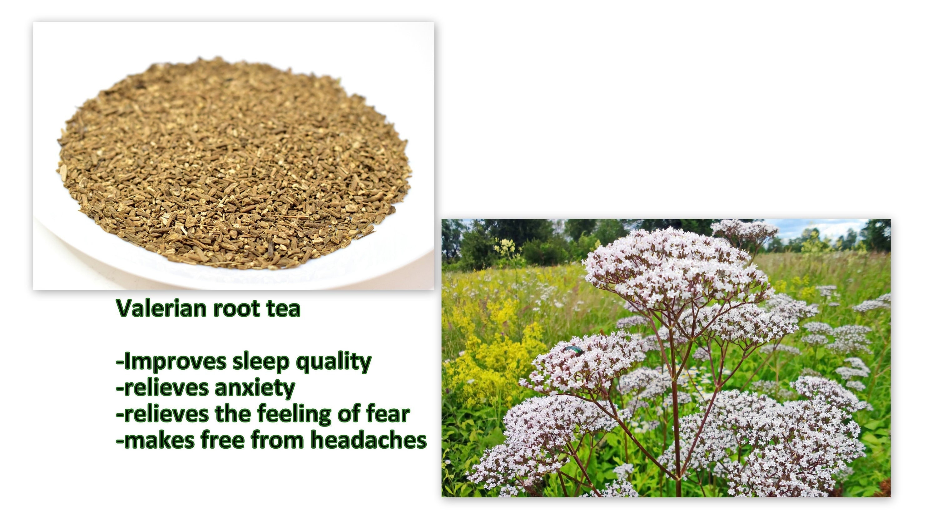 Valerian Root Tea, Valeriana Officinalis, Relax Tea, Decaffeinated ...