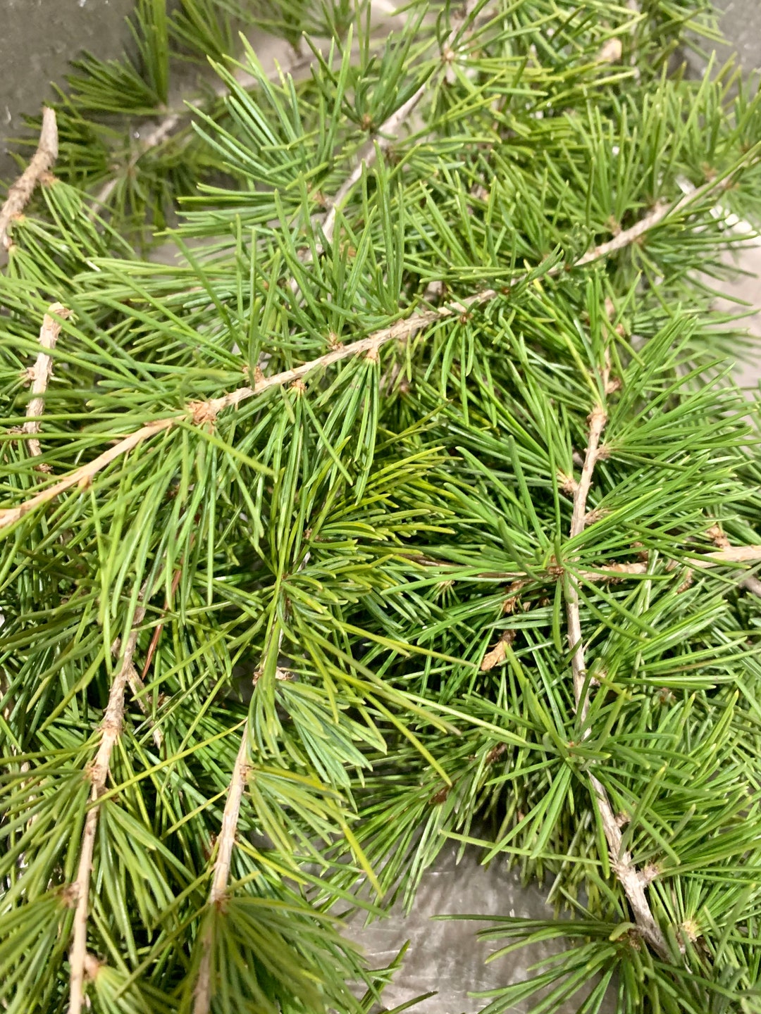 Deodar Cedar Tips Dried cedrus Deororas Himilayan - Etsy