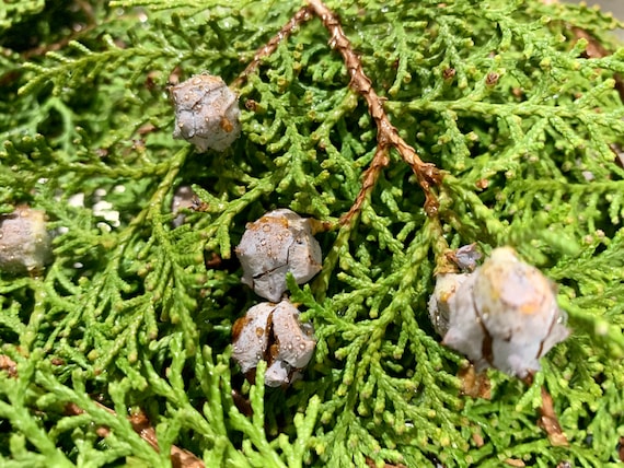 Eastern Red Cedar Seed