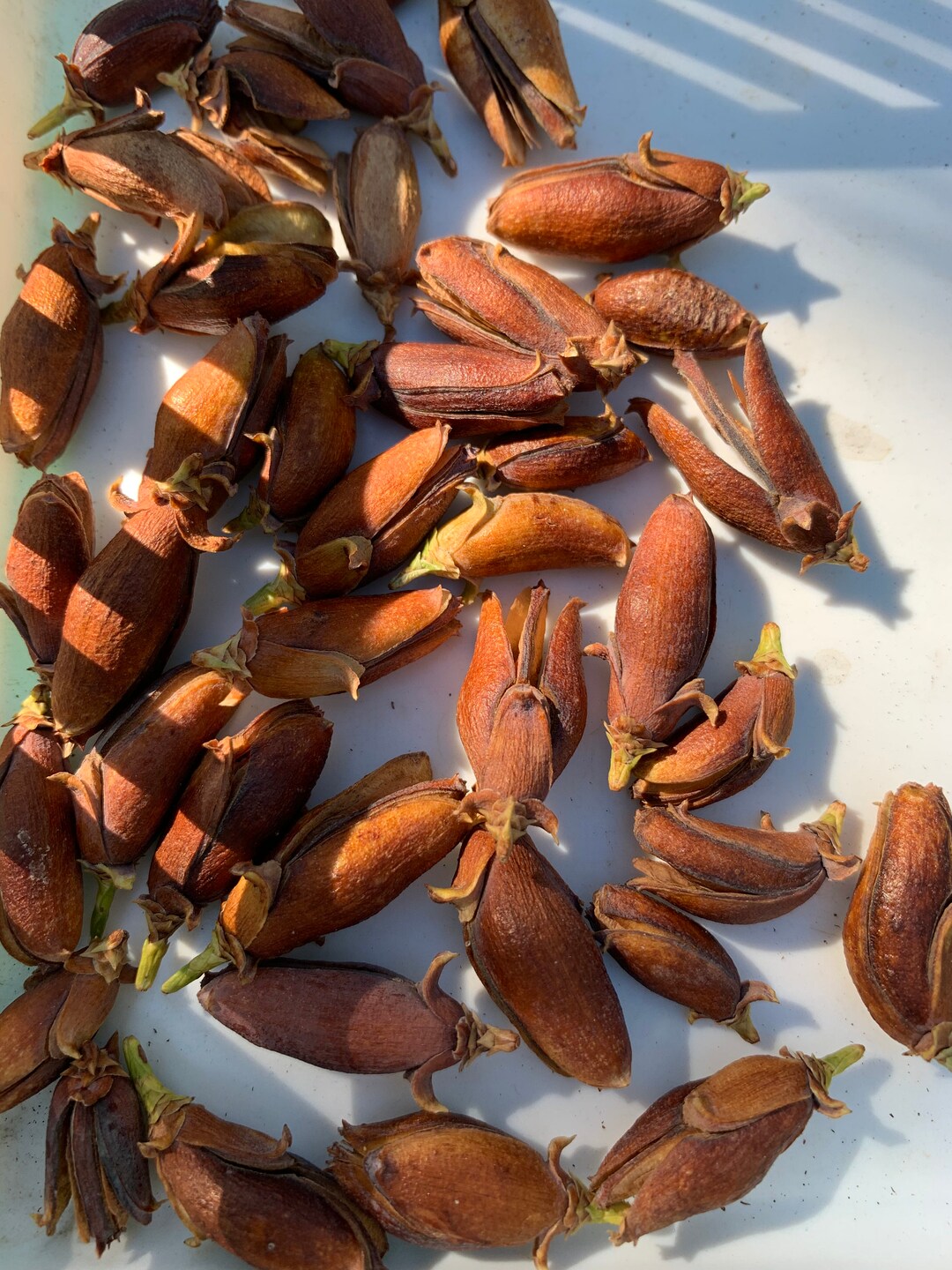 Incense Cedar Seed Pods Calocedrus Decurrens Fragrant Etsy