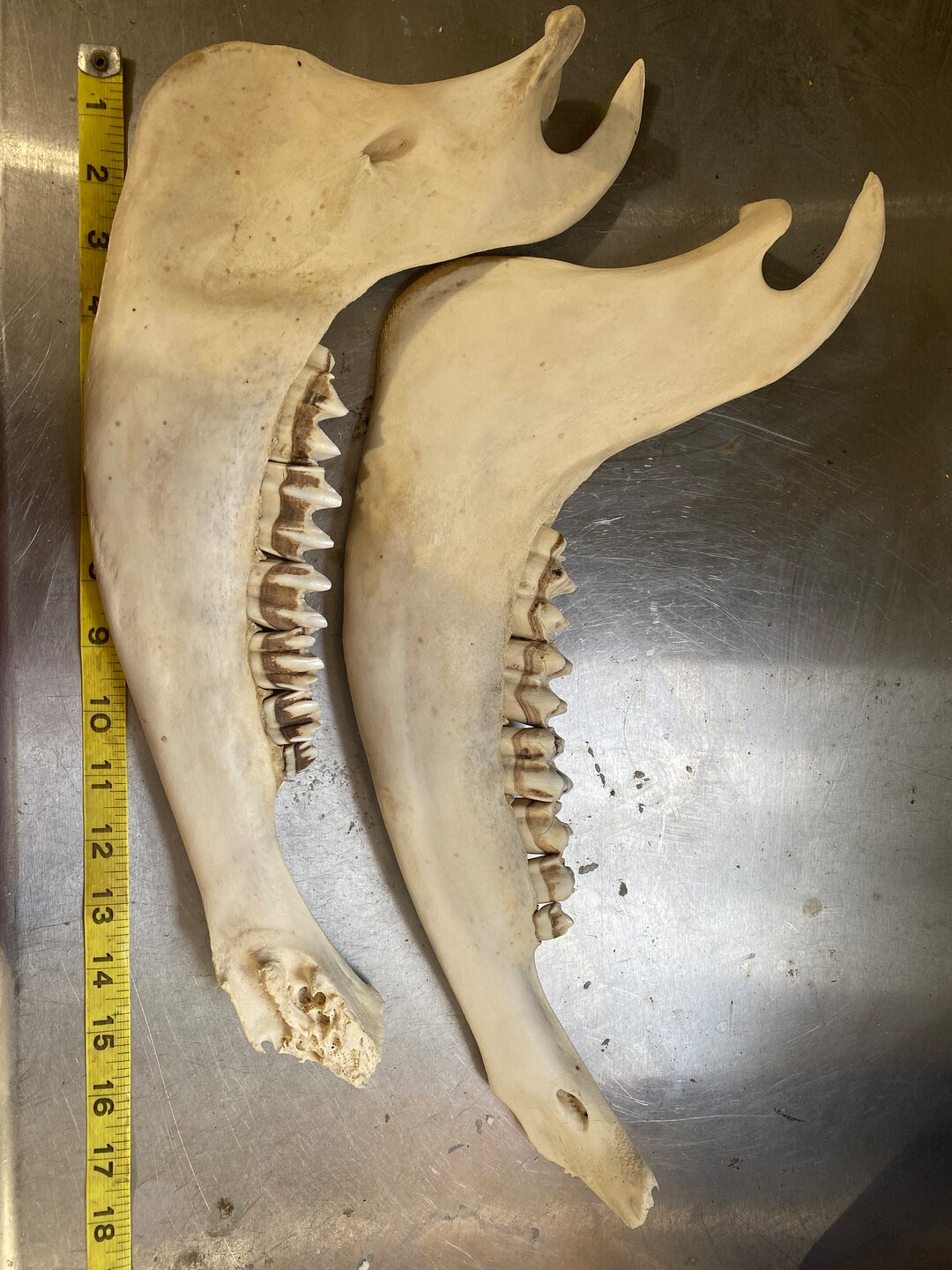 Bison Lower Jaw for Crafting. Bones for Crafting. Animal Teeth XL - Etsy