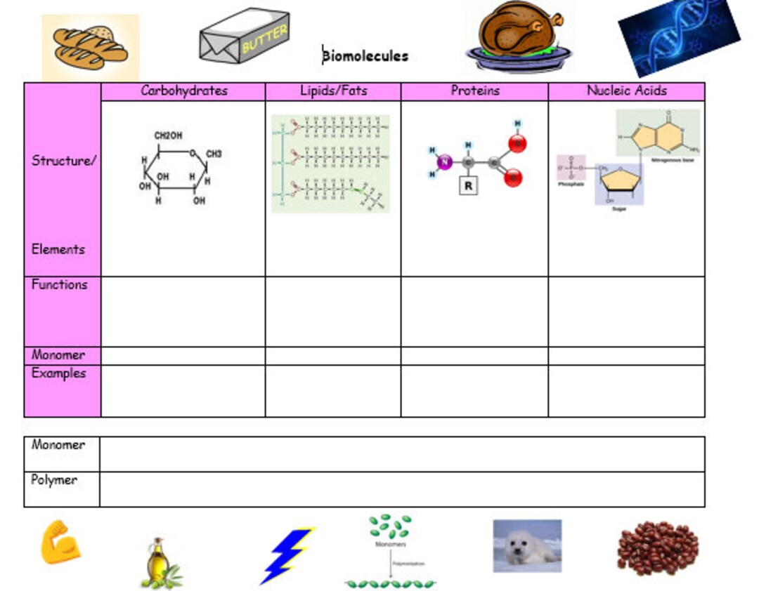 Biomolecules Graphic Organizers - Etsy