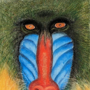 Mandrill Pastel Drawing Print - Etsy