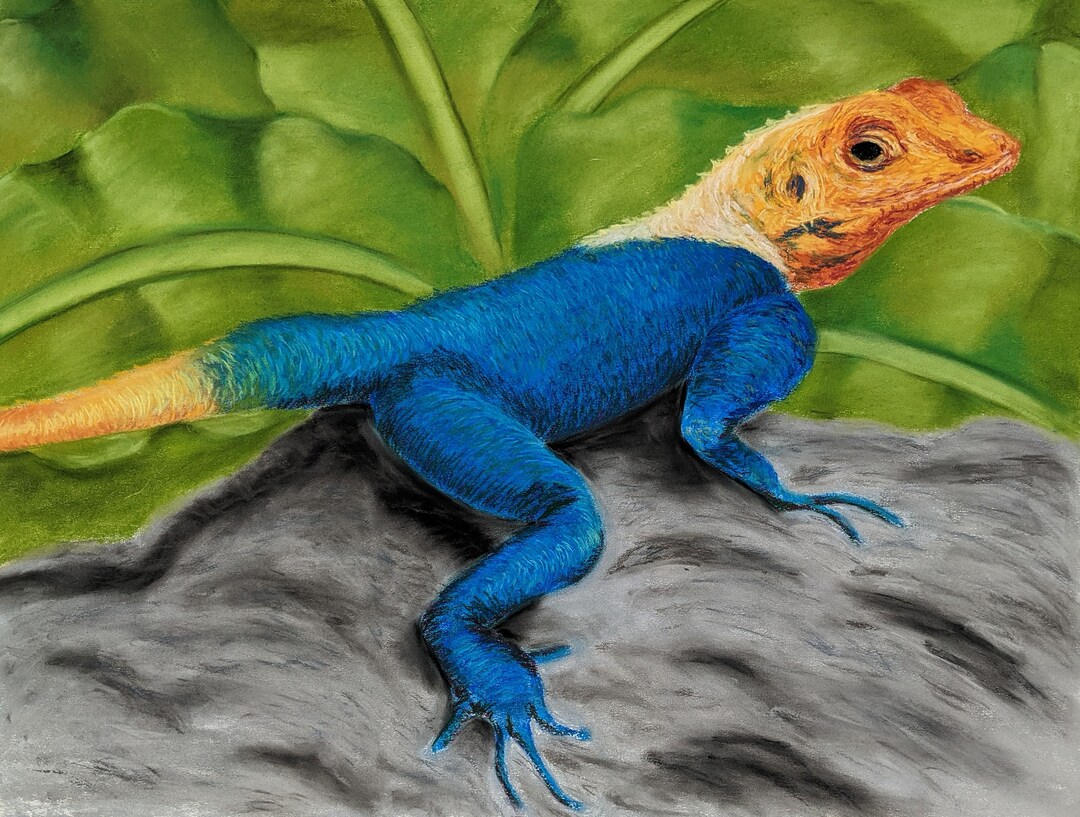 Red-headed Rock Agama Pastel Drawing Print - Etsy