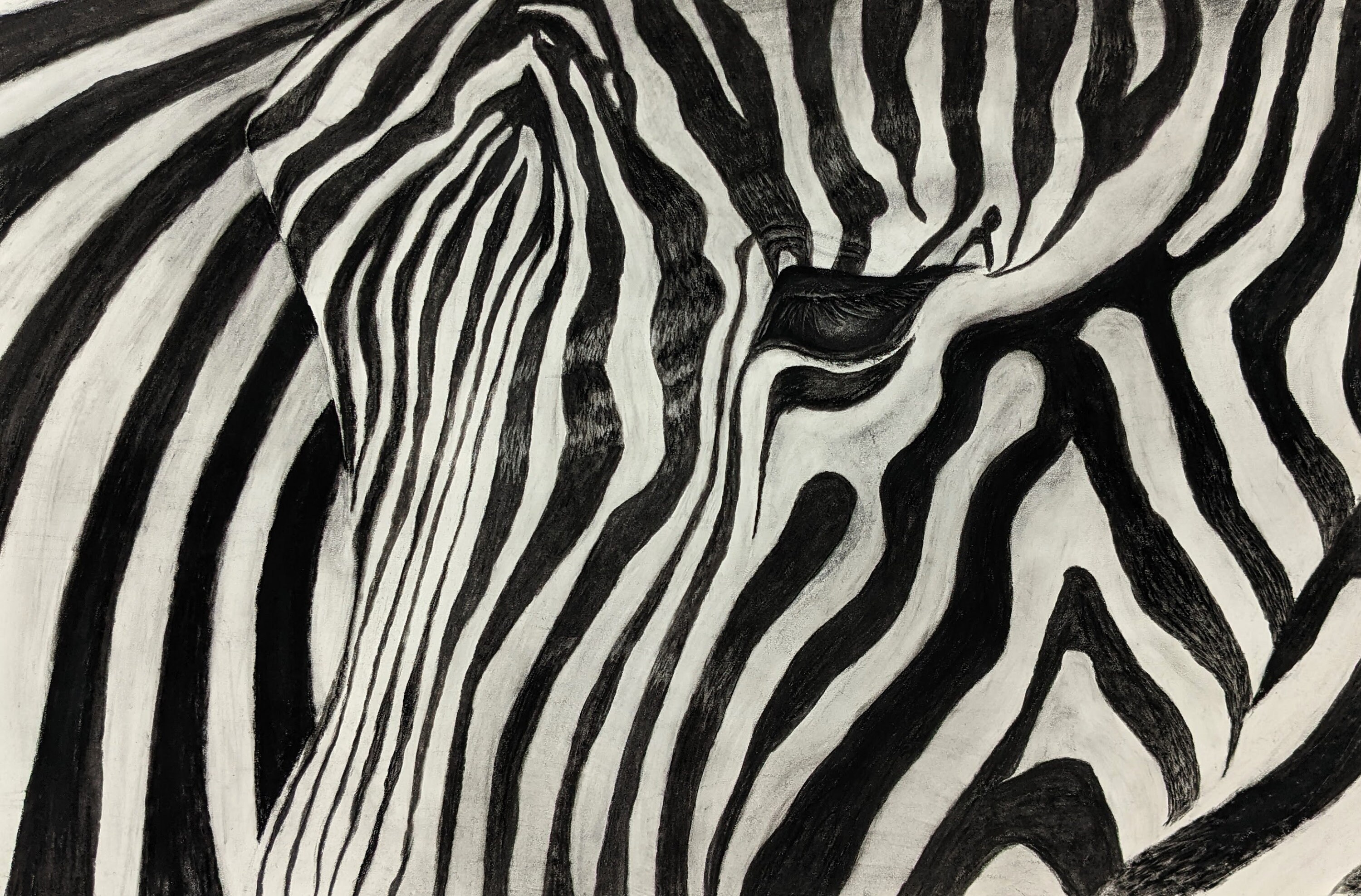 Zebra Charcoal Drawing Print - Etsy