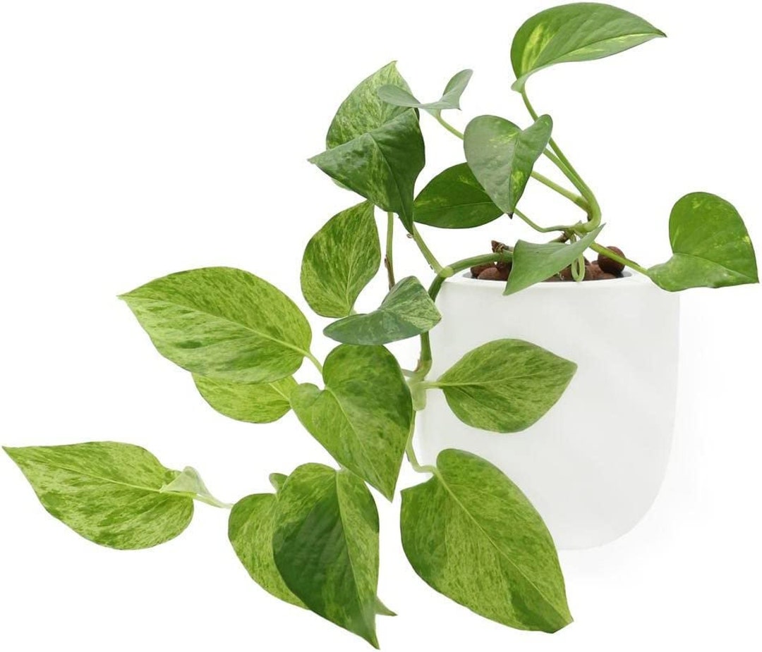 Hydroponic Golden Pothos Live Plants Growing Kit - Etsy