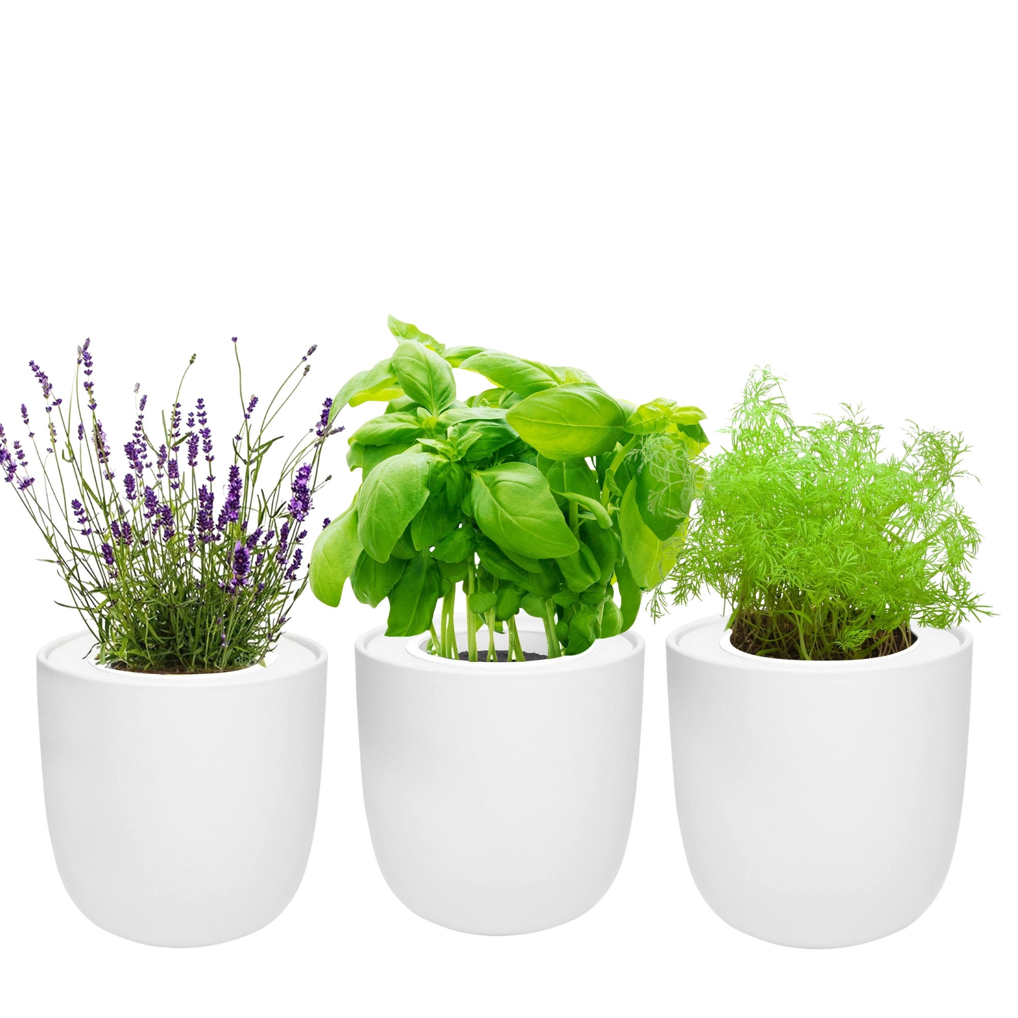 Hydroponic Herb Growing Trio Sets With White Ceramic Pot and Seeds ...