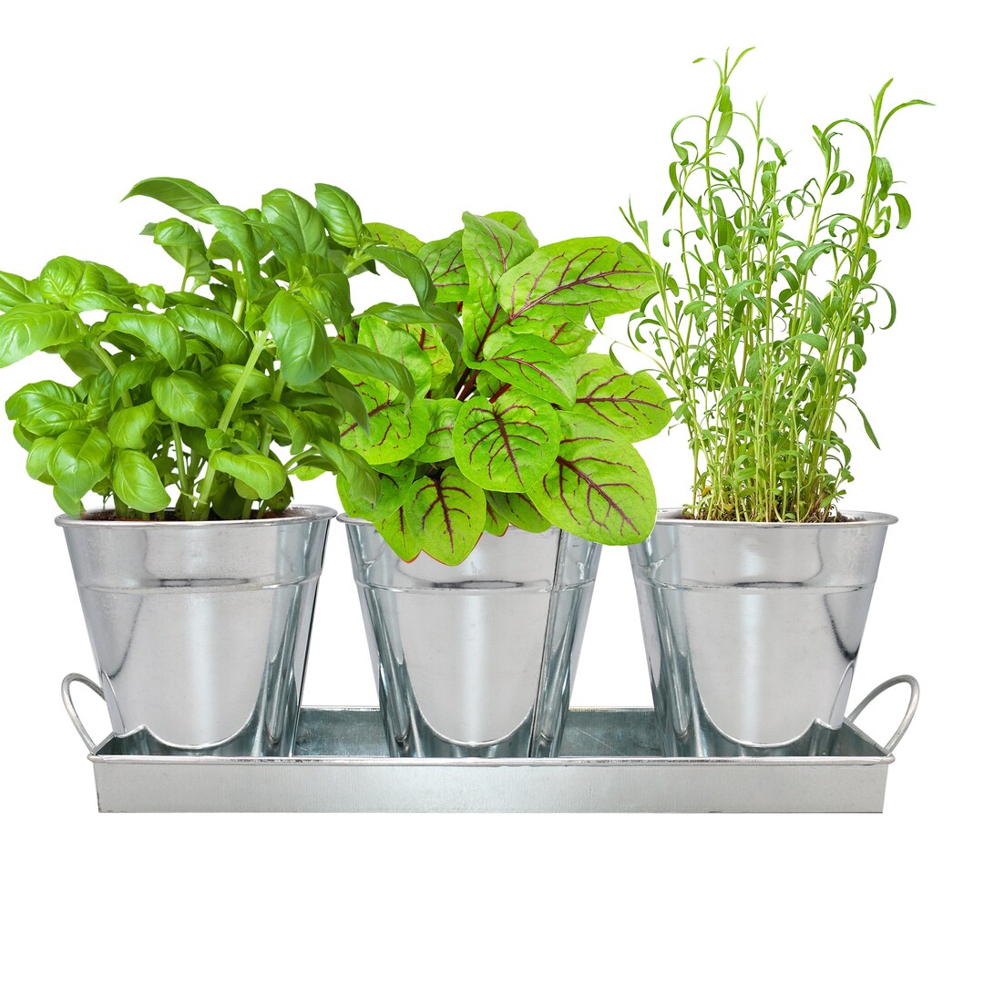 Environet Herb Garden Kit - Complete Herb Growing Kit Set With Planters ...