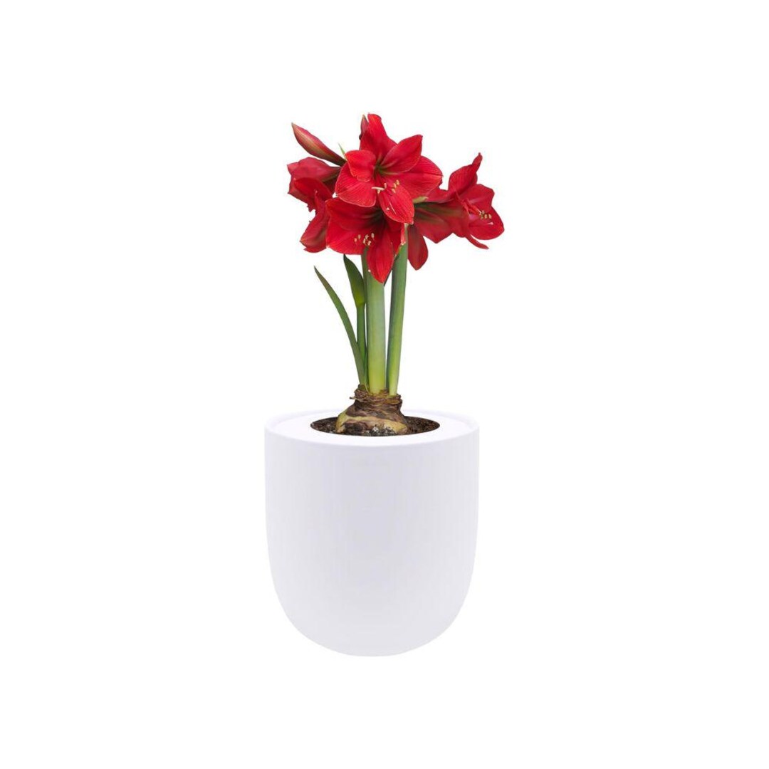 Amaryllis Bulbs Kit Indoor Planting (red Lion) Includes White Ceramic ...