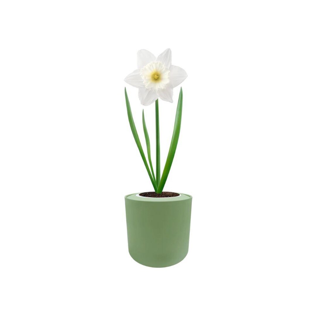 Environet Indoor Planting Kit,trumpet Narcissus (mount Hood) Complete ...