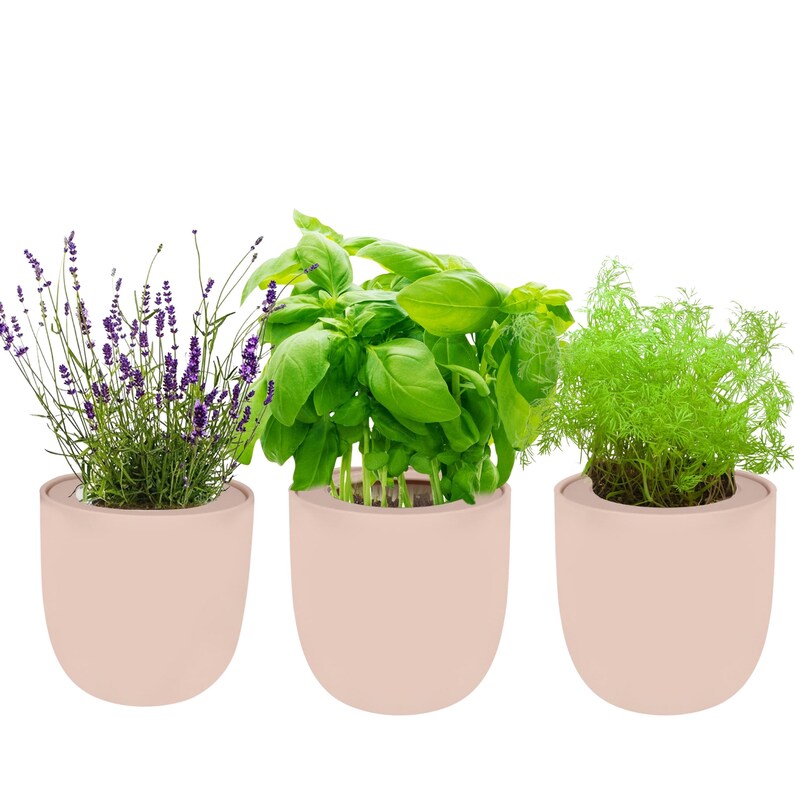 Hydroponic Herb Growing Trio Sets With Pink Ceramic Pot and Seeds ...