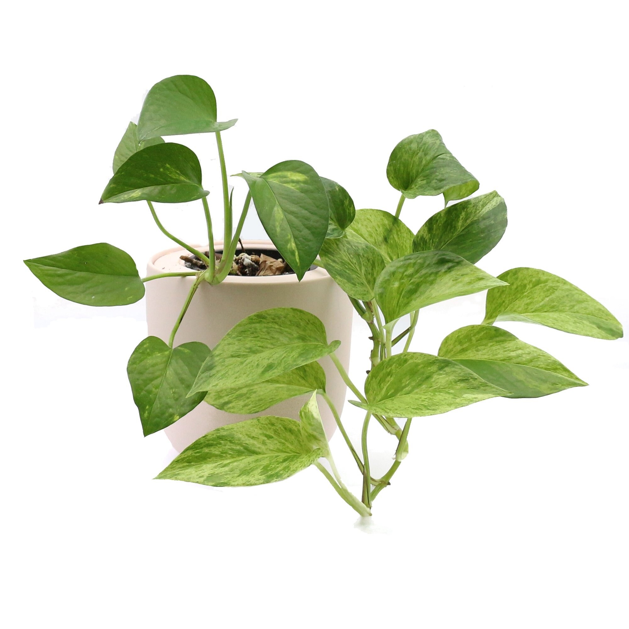 Hydroponic Golden Pothos Live Plants Growing Kit - Etsy