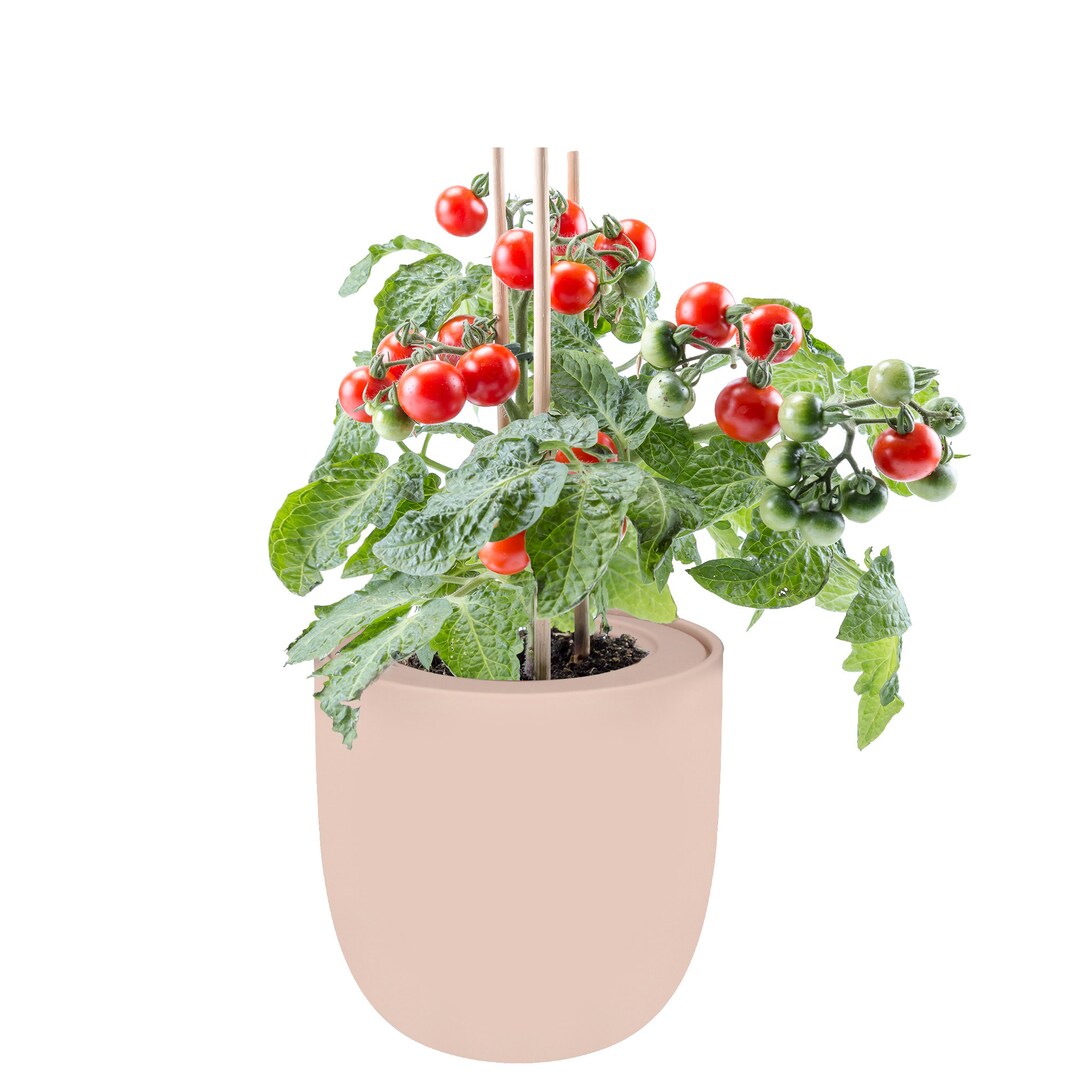 Hydroponic Tomato Growing Kit With Pink Ceramic Pot and Seeds - Etsy UK